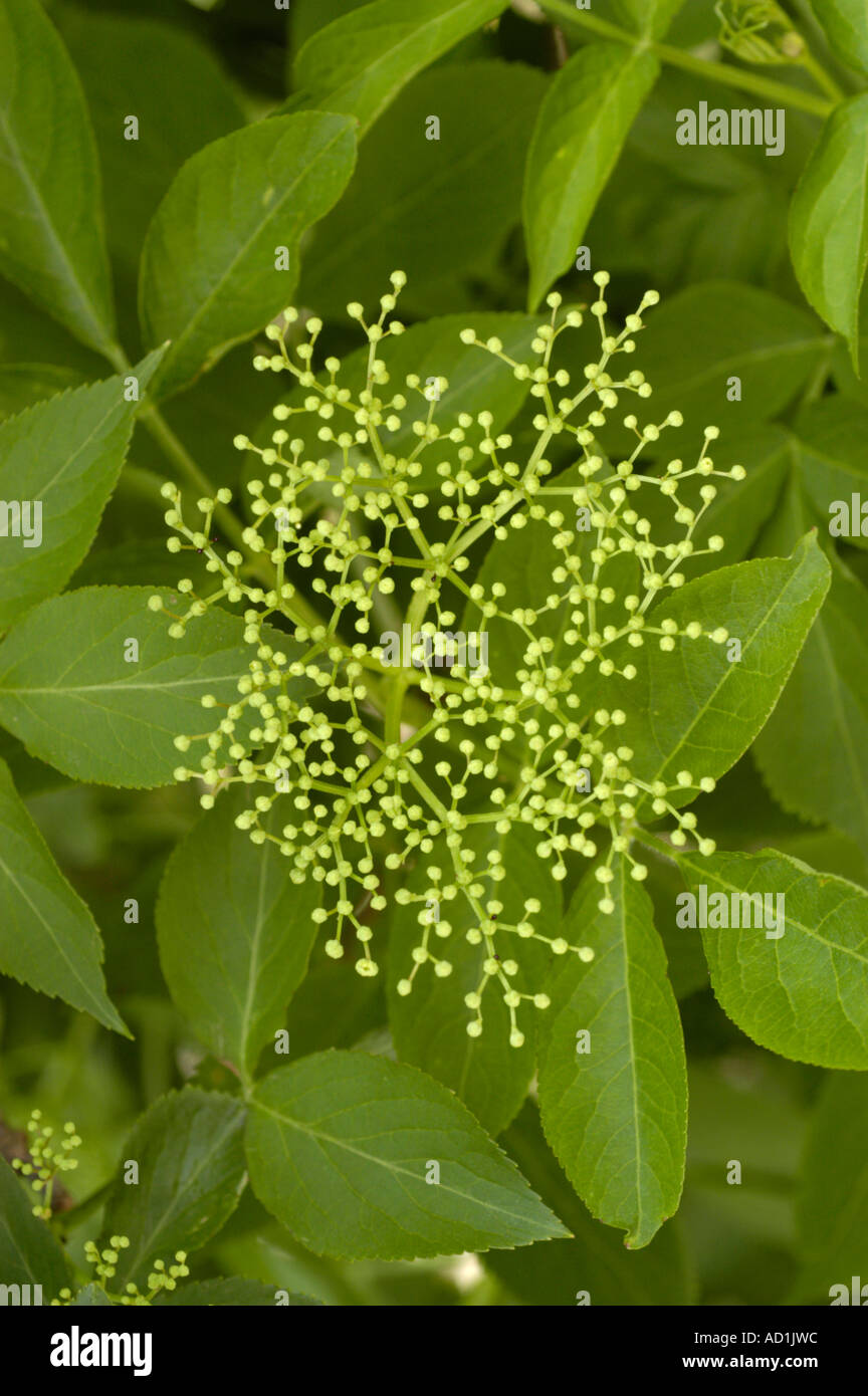 Europe and asia africa hi-res stock photography and images - Alamy