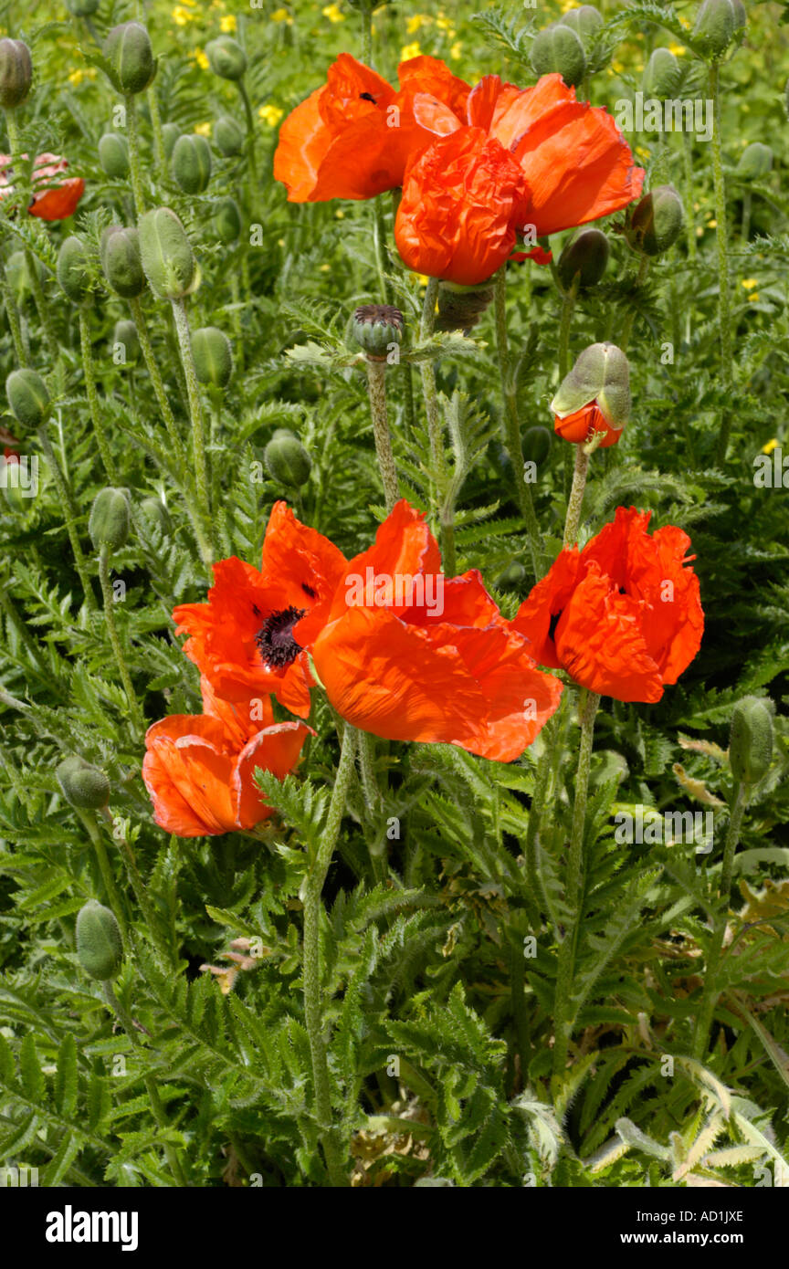 Red flowers of red poppy Papaver somniferum Stock Photo - Alamy