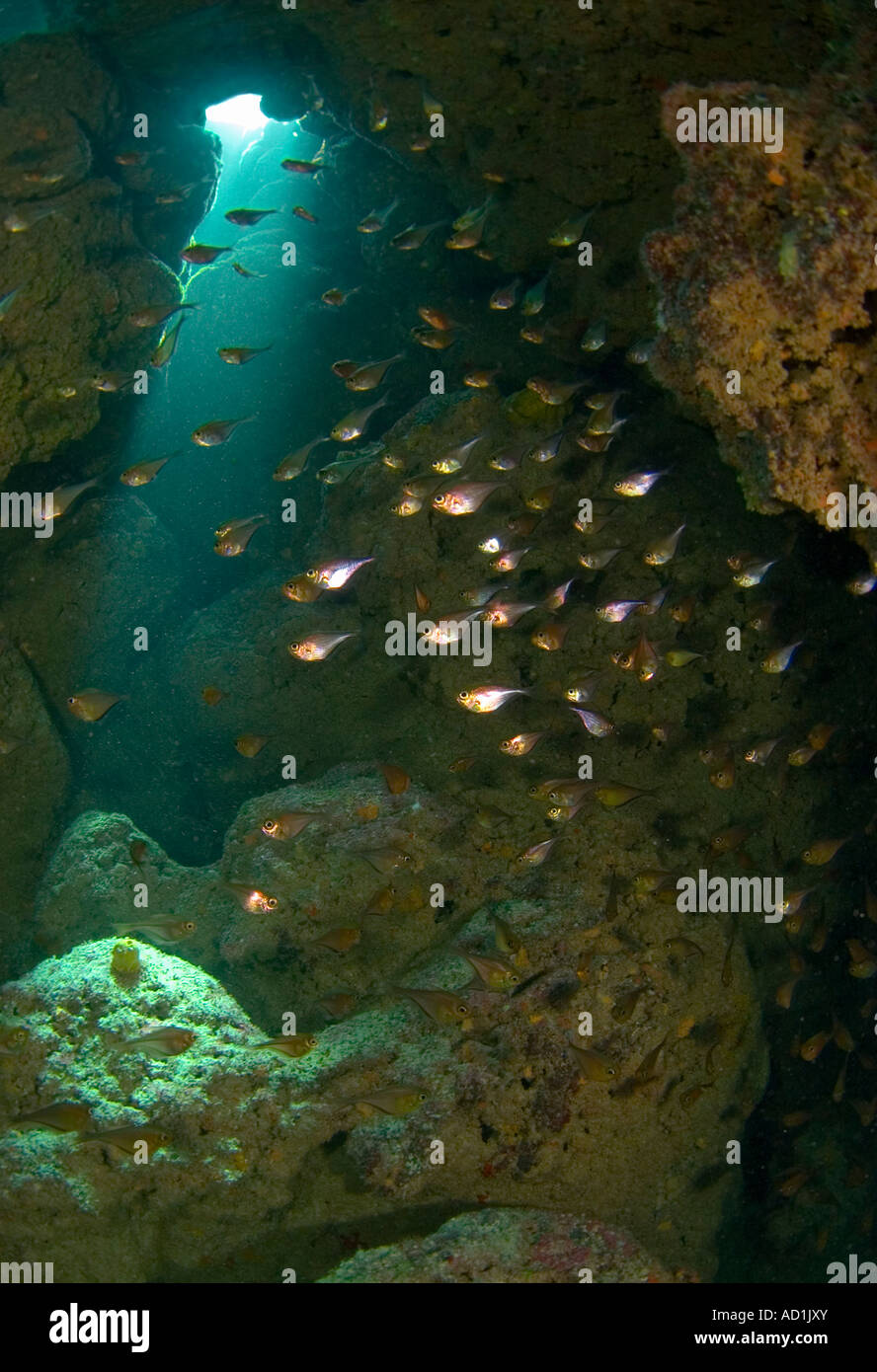 Underwater Bermuda cave with fish, cavern, hole, scuba, diving, ocean ...