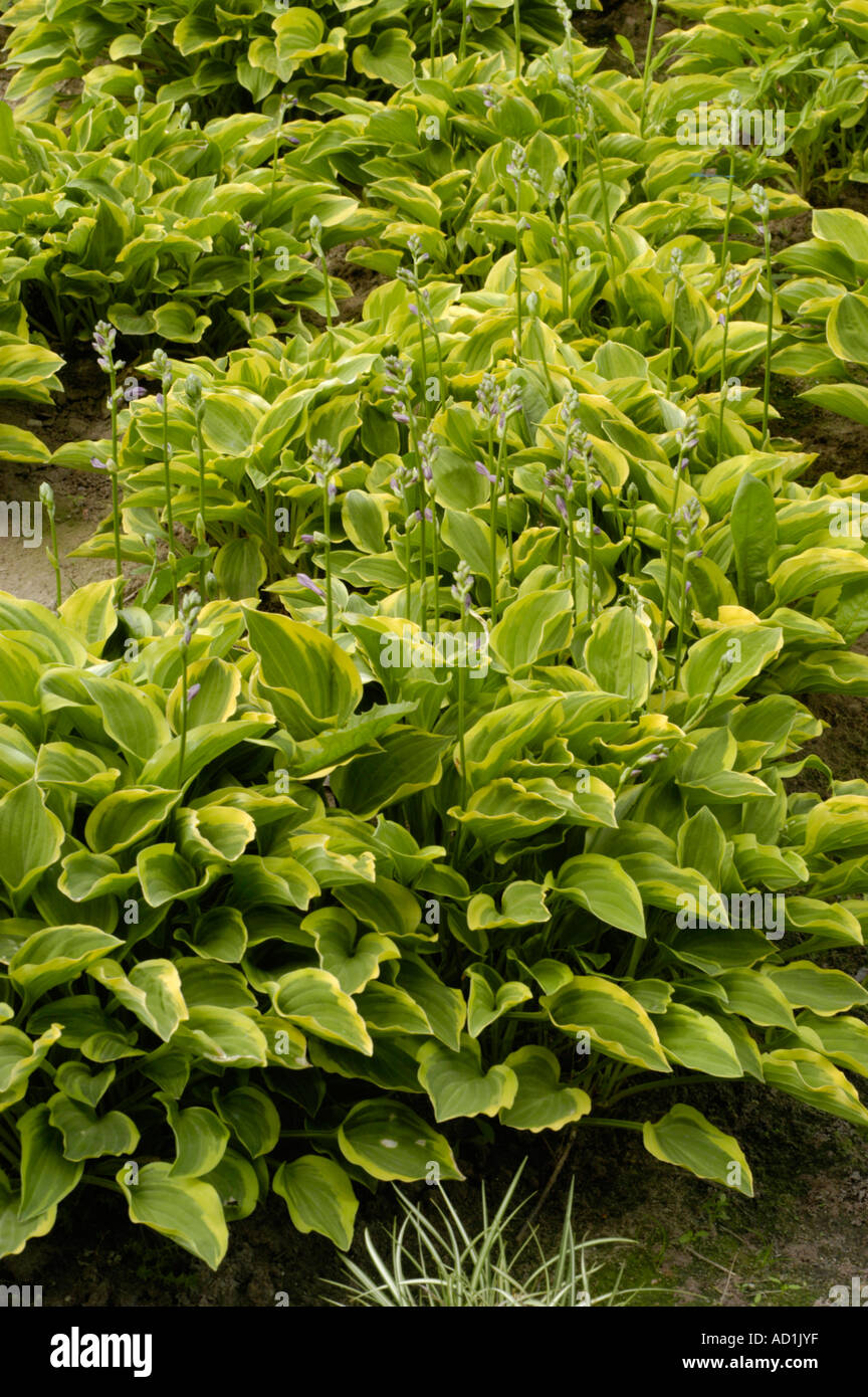 Hostaceae Hosta Golden Tiara Stock Photo - Alamy