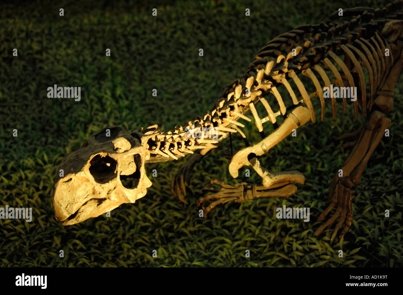 Dinosaur museum china hi-res stock photography and images - Alamy