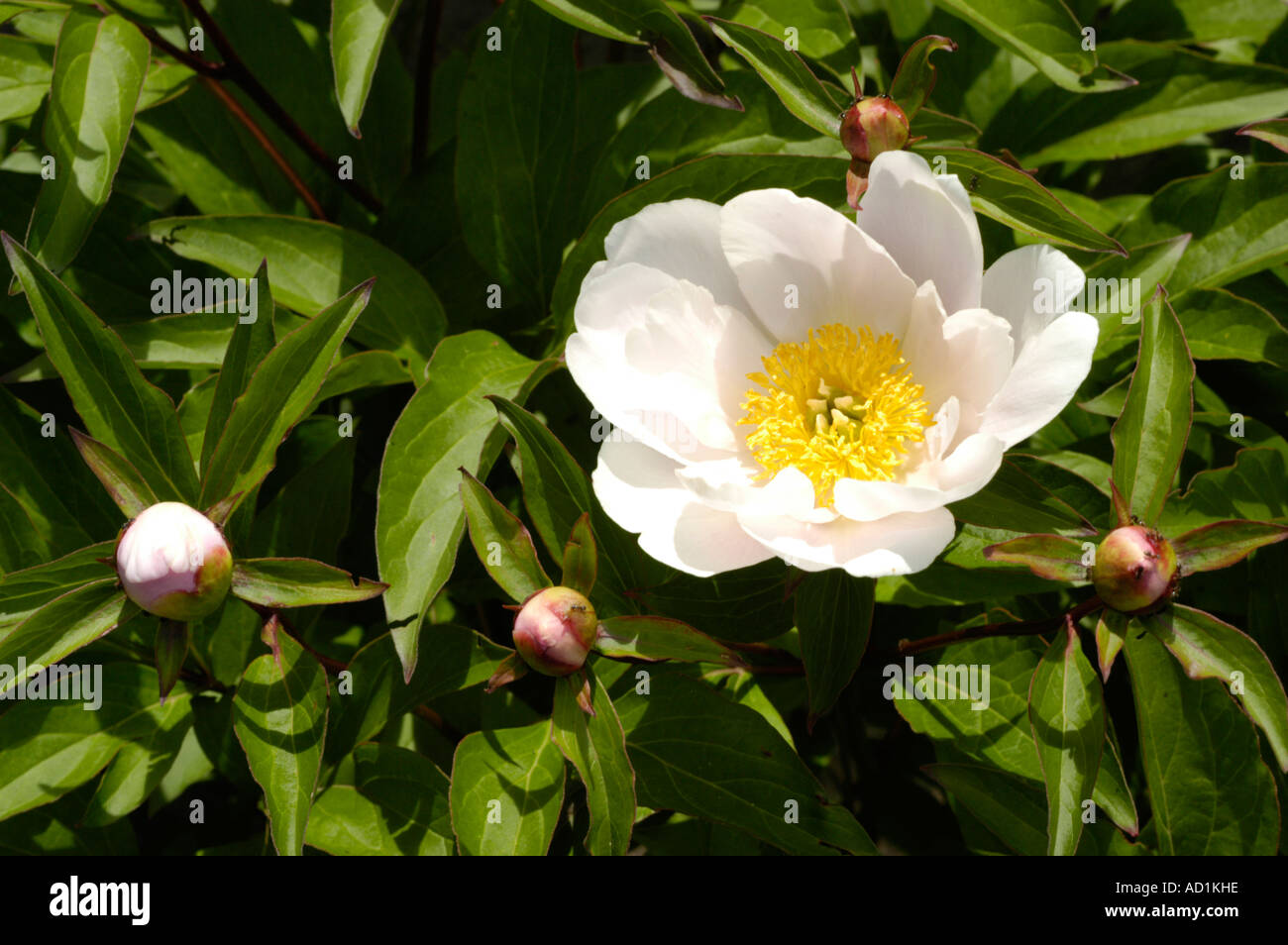 Rare white flowers of peony Paeoniaceae Paeonia mollis Stock Photo - Alamy