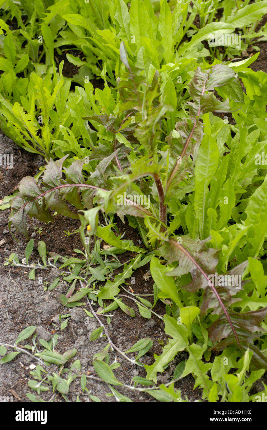 Chicory Compositae Cichorium intybus Europe Africa Asia Stock Photo - Alamy
