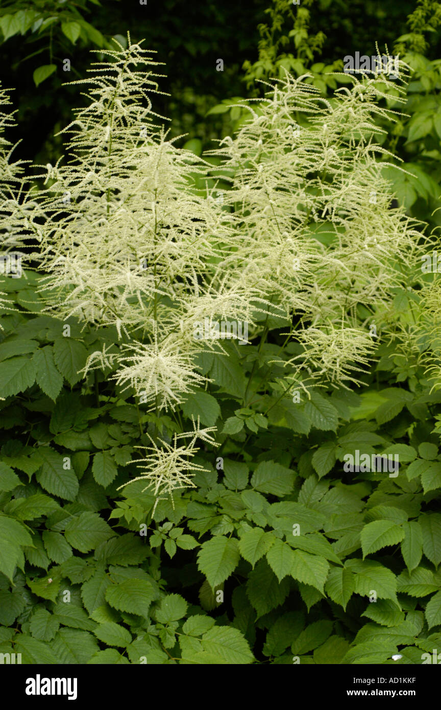 Goatsbeard Spiraea Rosaceae Aruncus dioicus Walter Fernald Europe North ...
