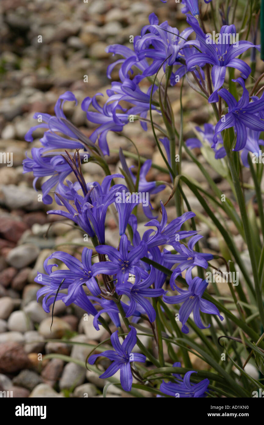 Ixiolirion tataricum hi-res stock photography and images - Alamy