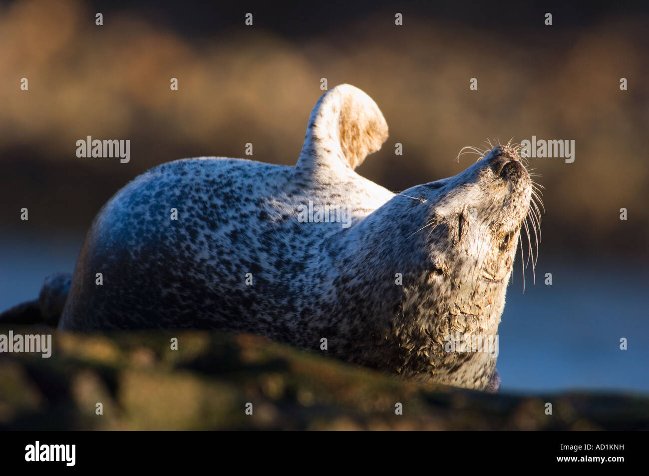 Common seal stretching at haul out site Stock Photo - Alamy
