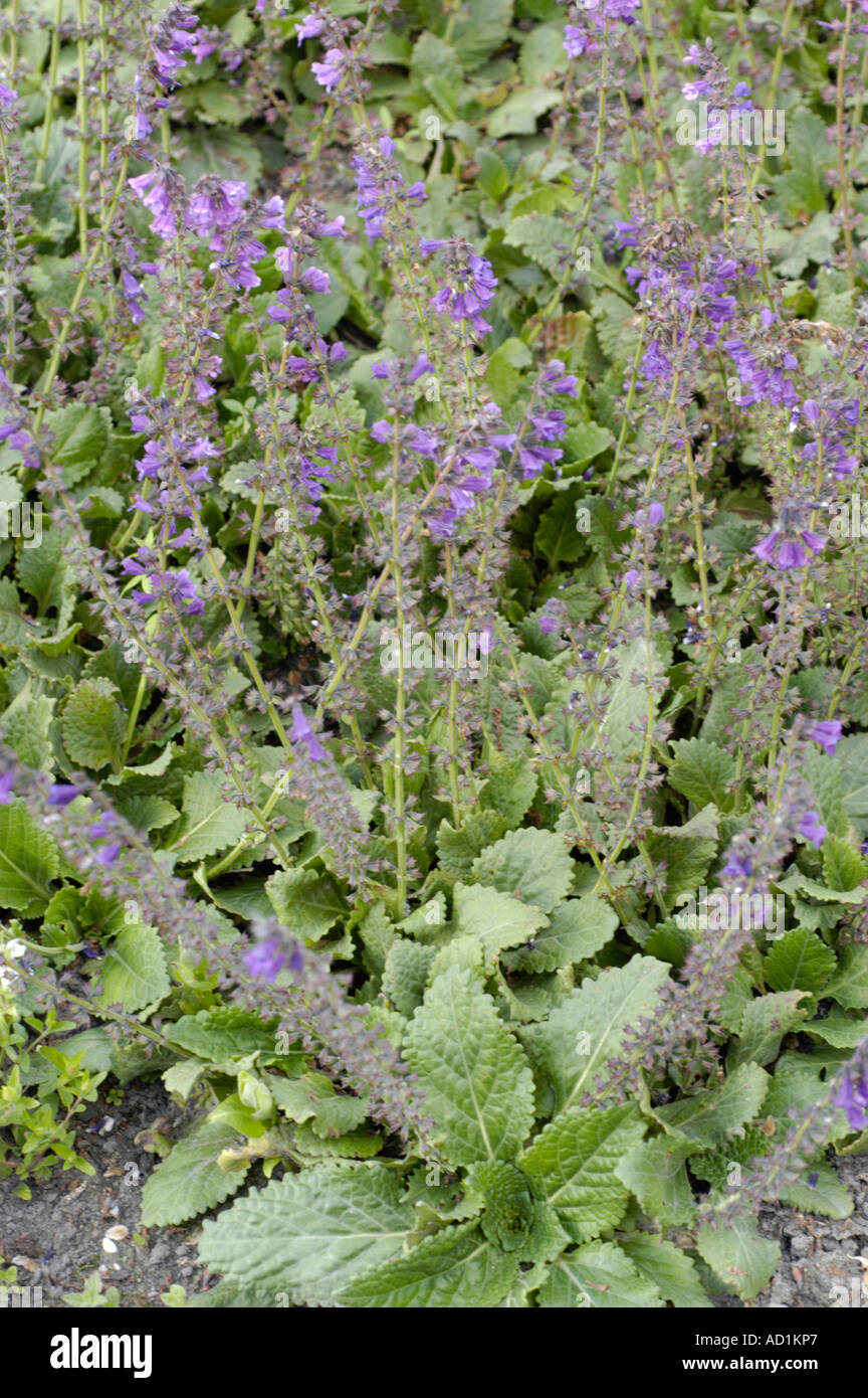 Labiatae Horminum pyrenaicum European mountains Stock Photo - Alamy