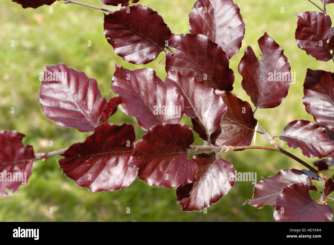 Purple beech hi-res stock photography and images - Alamy