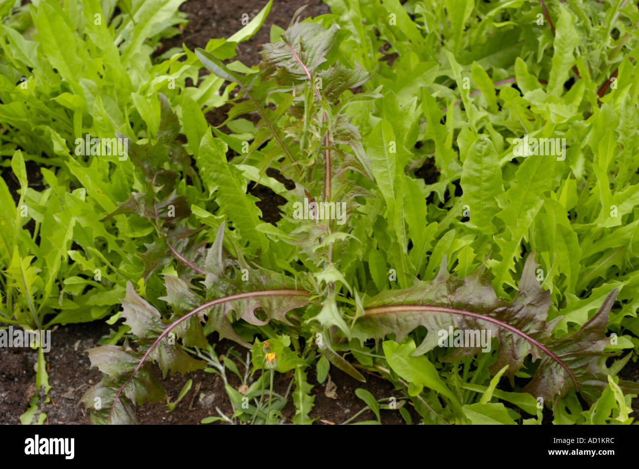 Europe africa asia hi-res stock photography and images - Alamy