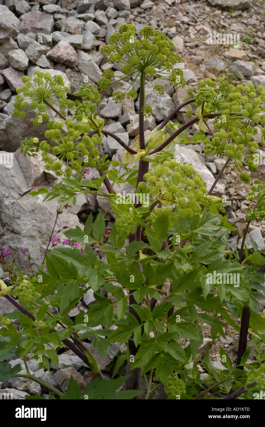 Apiaceae Angelica Archangelica subsp Litoralis plant with green umbel ...