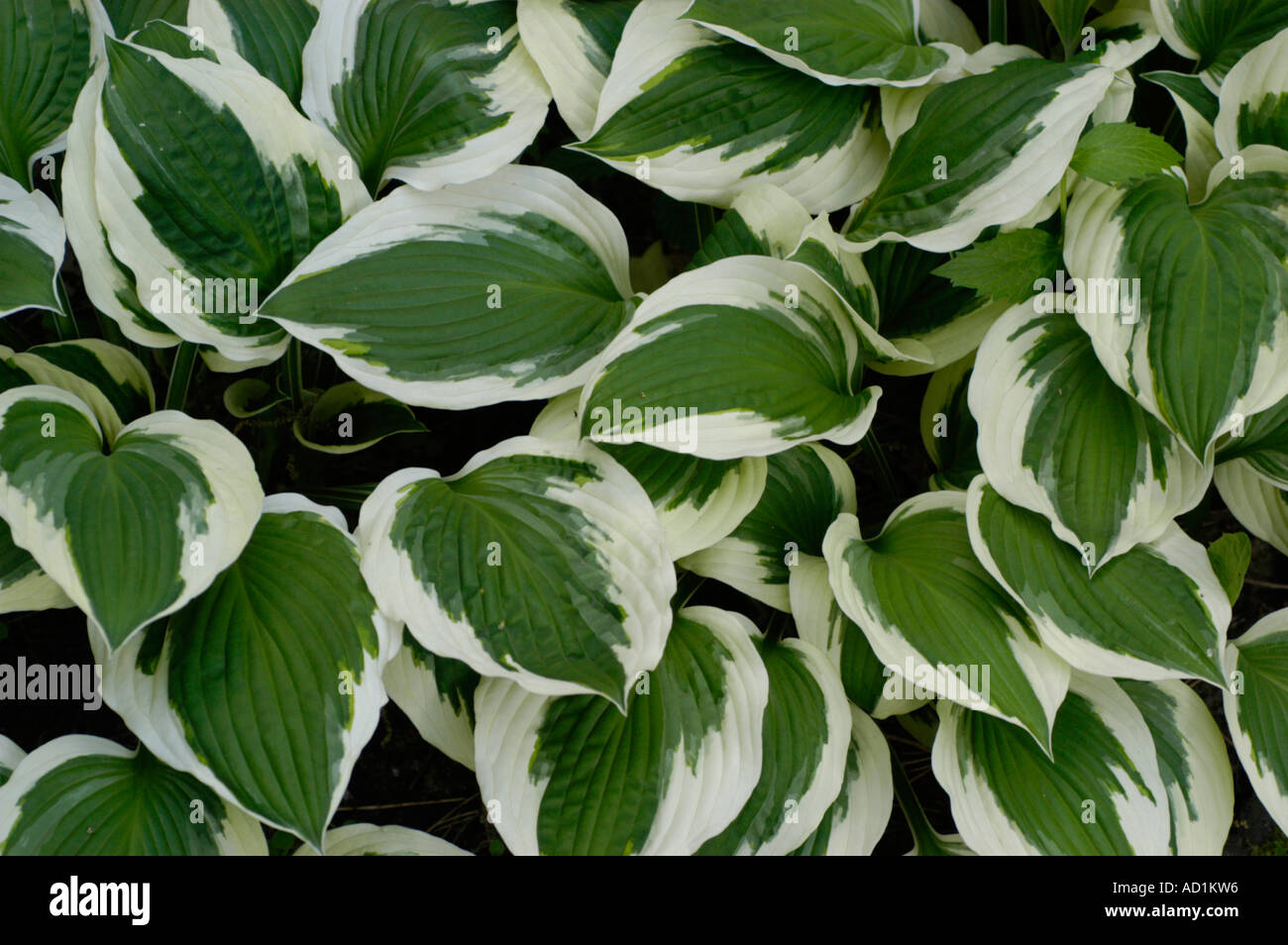 Hostaceae Hosta Tratt Hakuyou Stock Photo - Alamy