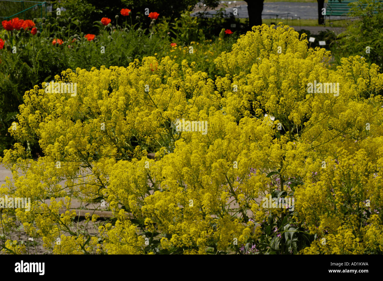 Yellow flowers of Woad plant Brassicaceae Isatis Tinctoria Stock Photo ...