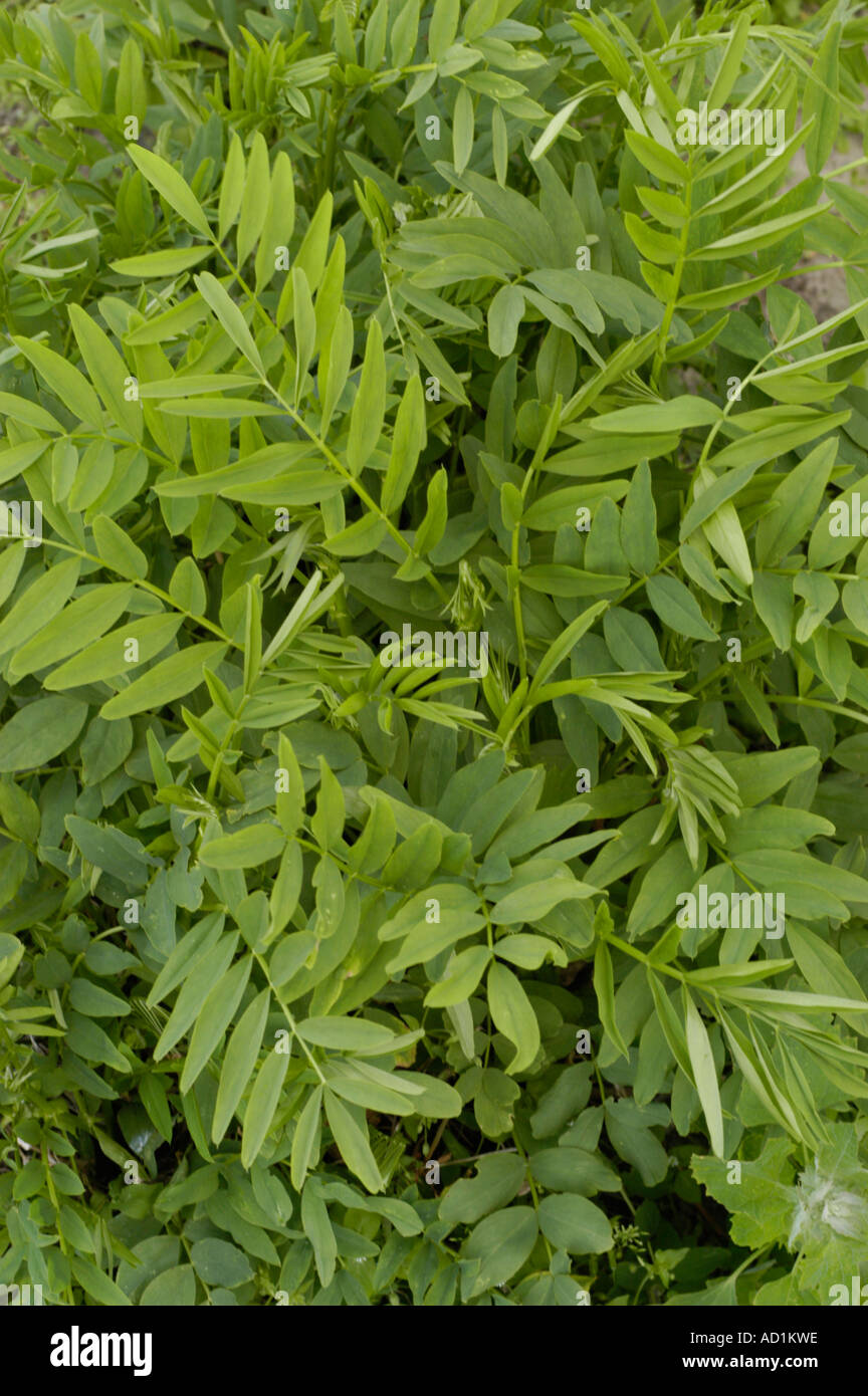 Medicinal plant Goats Rue Fabaceae Galega officinalis Europe Middle ...