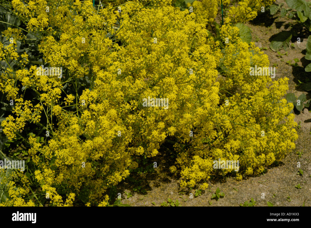 Yellow flowers of Woad plant Brassicaceae Isatis Tinctoria Stock Photo ...