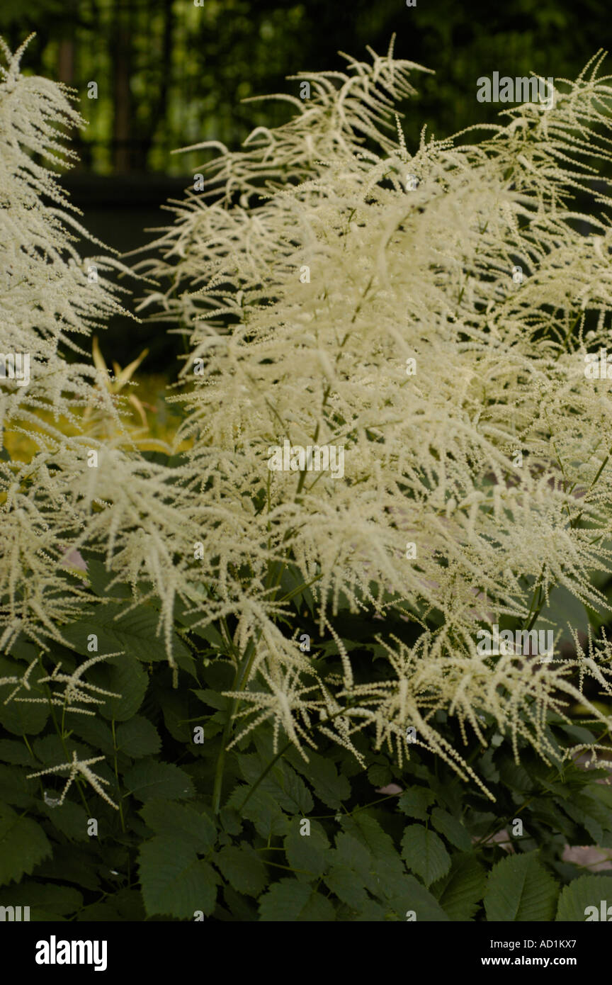 Goatsbeard Spiraea Rosaceae Aruncus dioicus Walter Fernald Europe North ...