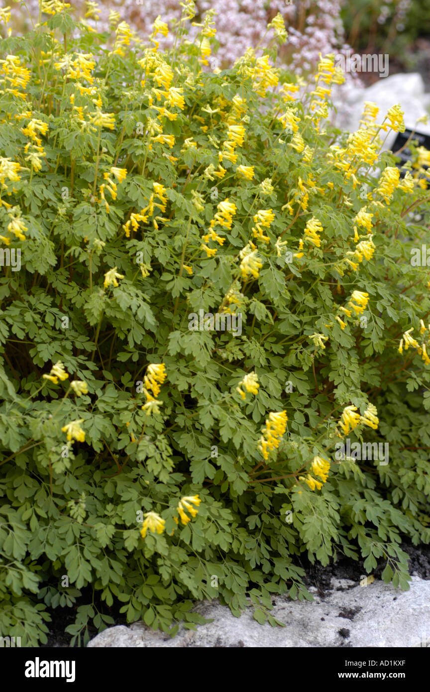 Yellow corydalis Papaveraceae Fumariaceae Corydalis lutea Alp mountains ...