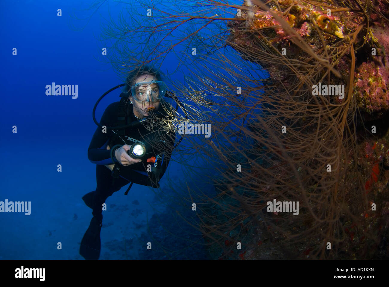 Diver in Lanai, Hawaii with black coral, underwater, scuba, diving ...