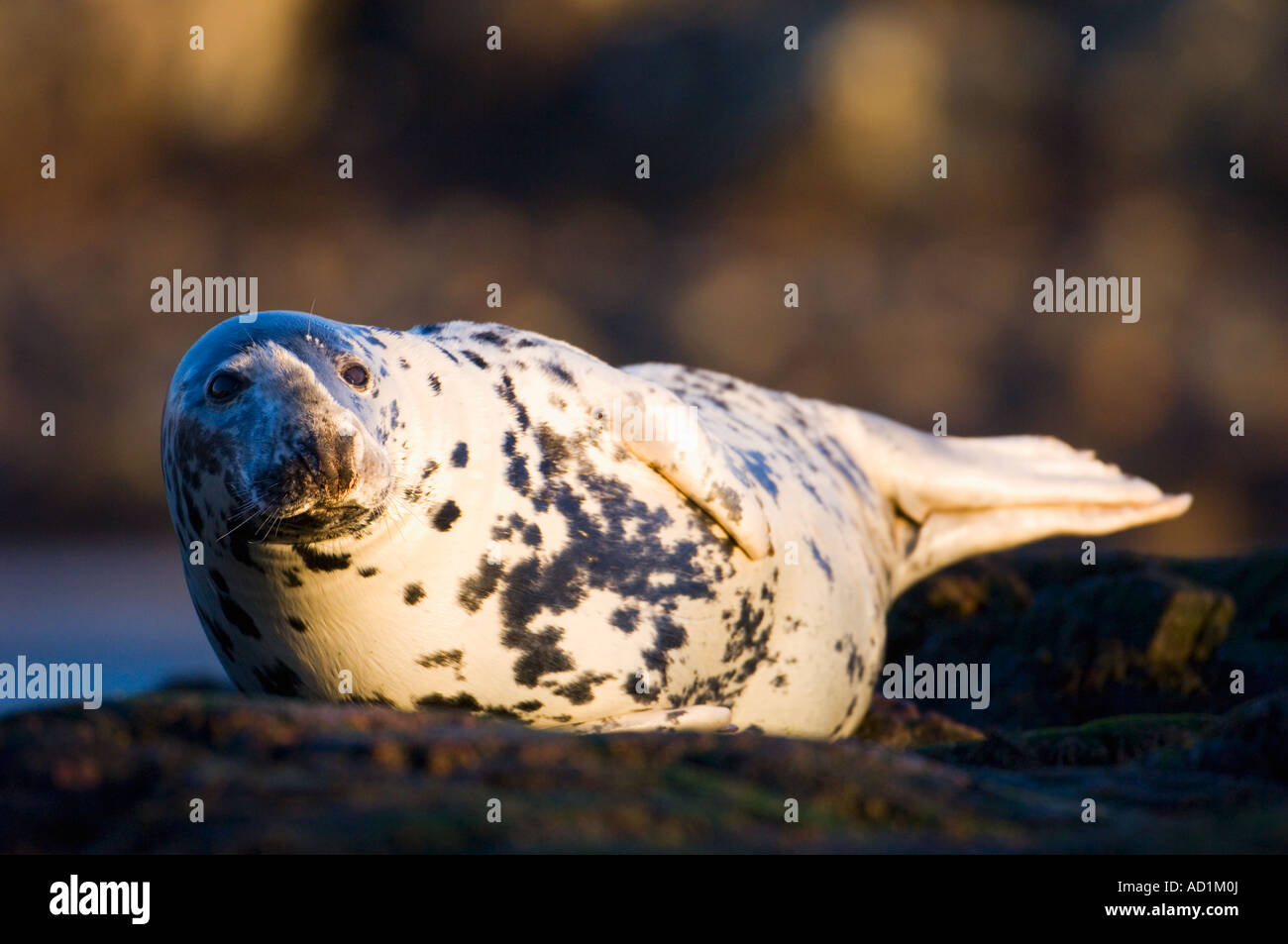 Female grey seal at haul out site Scotland Stock Photo - Alamy