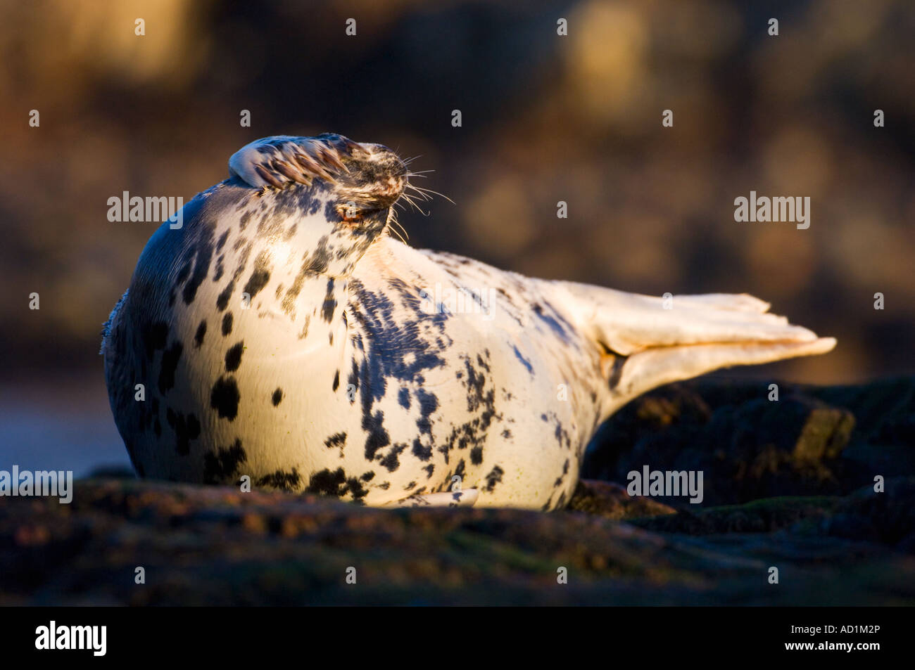 Female grey seal at haul out site Scotland Stock Photo - Alamy