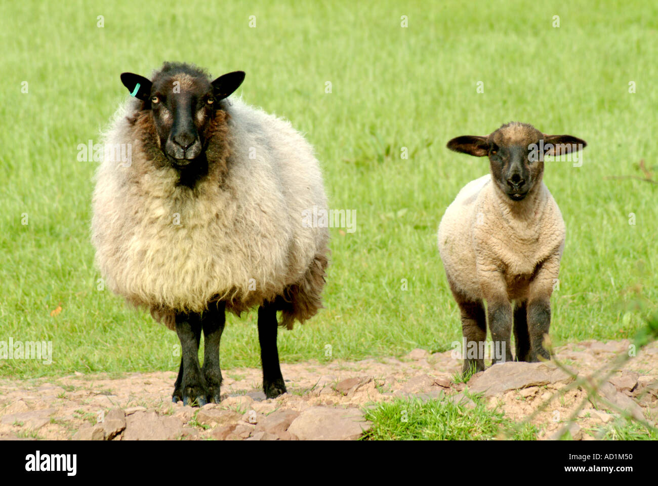 Mutton hoof hi-res stock photography and images - Alamy