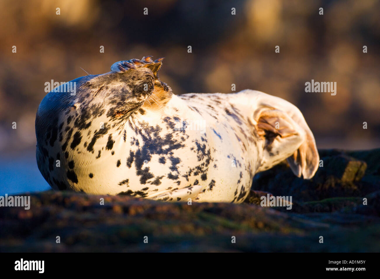 Female grey seal at haul out site Scotland Stock Photo - Alamy