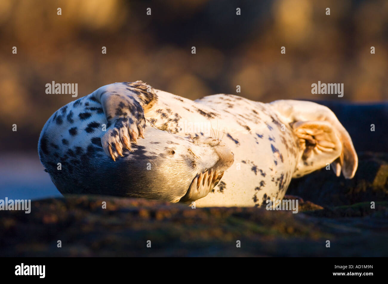 Female grey seal at haul out site Scotland Stock Photo - Alamy