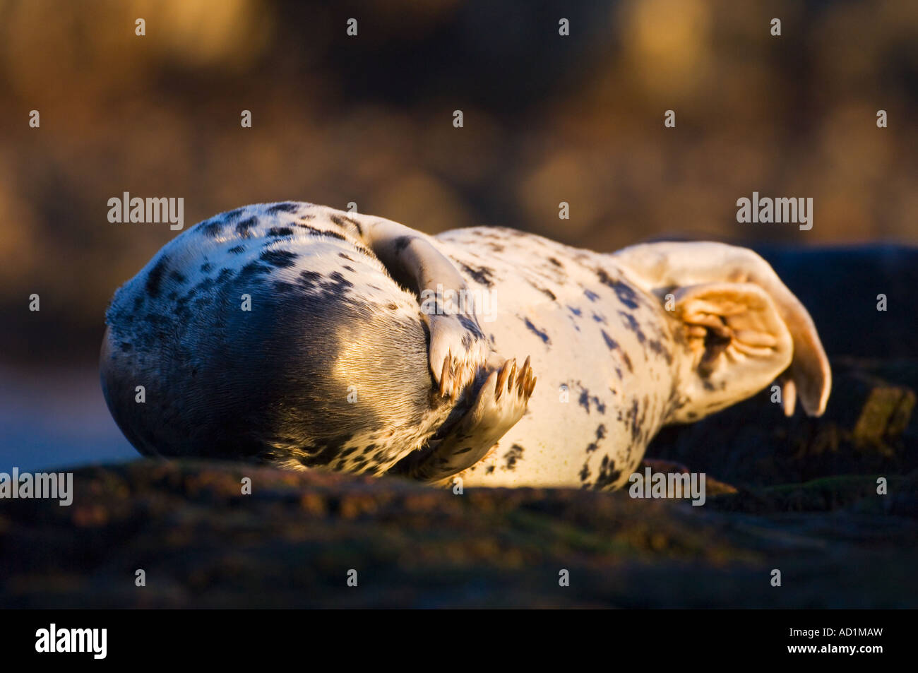 Wild islay, scotland seal hi-res stock photography and images - Alamy