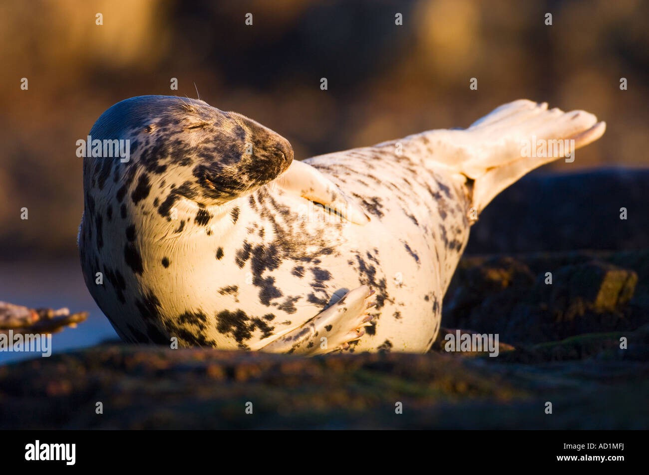 Female grey seal at haul out site Scotland Stock Photo - Alamy