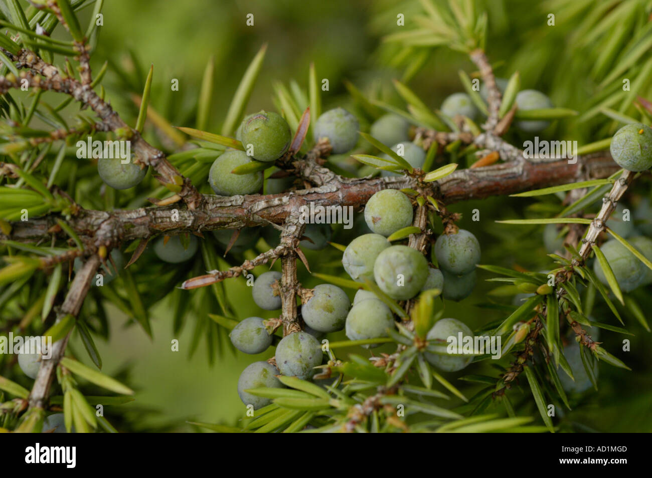 Fruits common juniper juniperus hi-res stock photography and images - Alamy