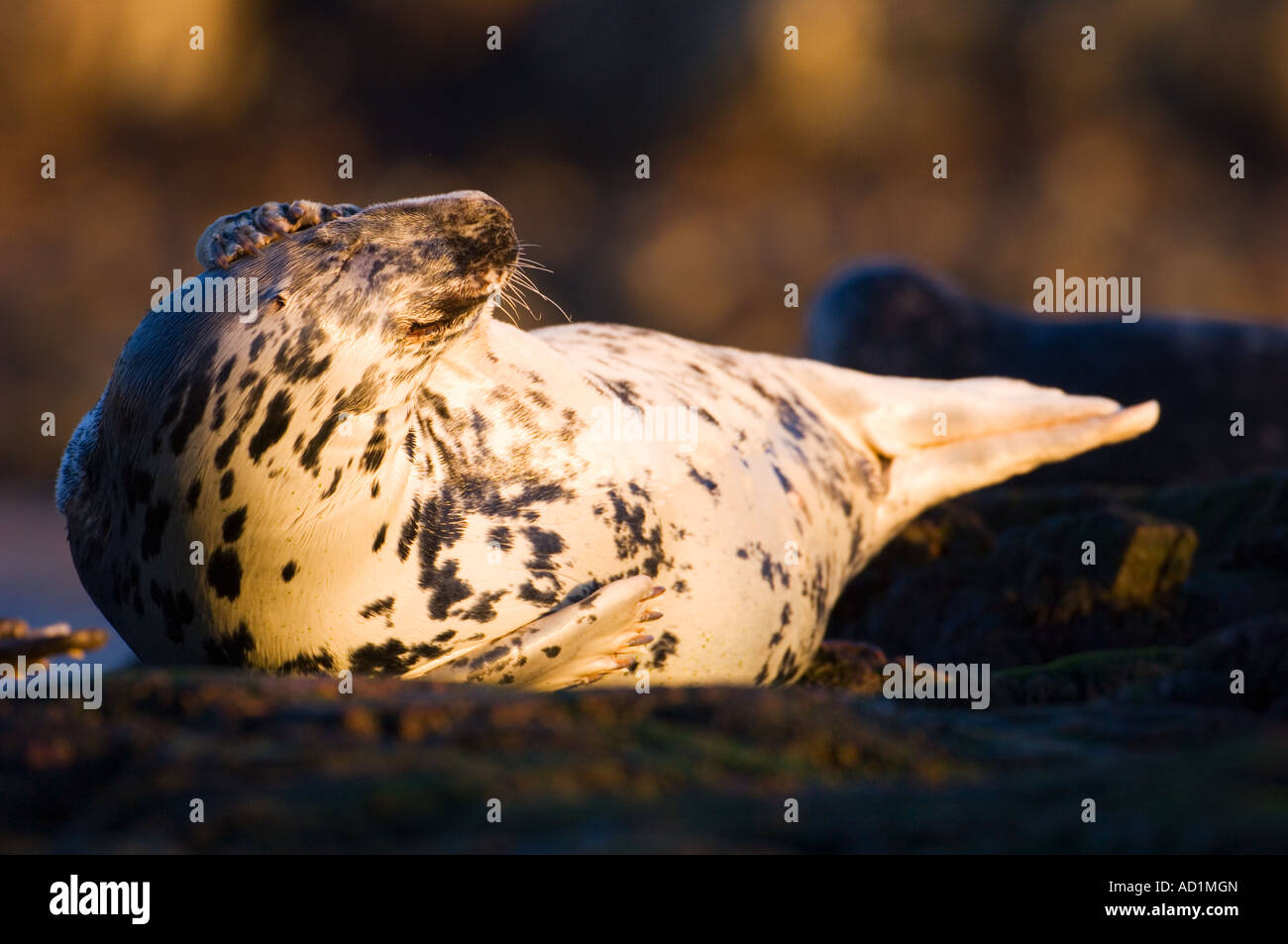Wild islay, scotland seal hi-res stock photography and images - Alamy