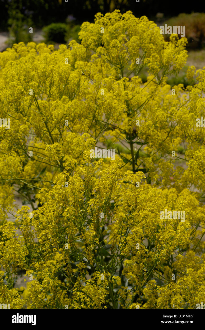 Yellow flowers of Woad plant Brassicaceae Isatis Tinctoria Stock Photo ...