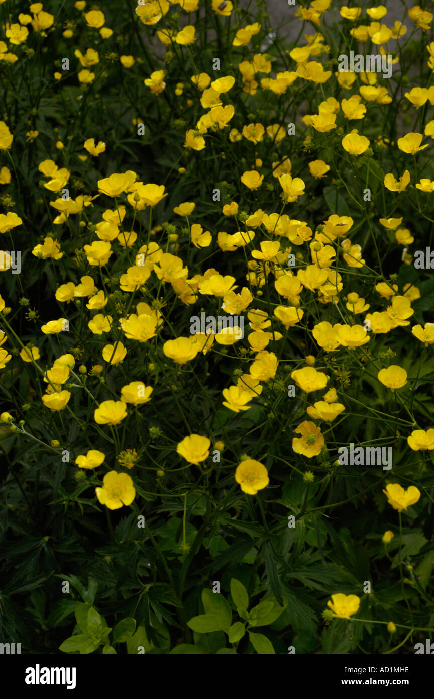 Yellow Buttercup flowers Ranunculaceae Ranunculus acris Europe Asia ...