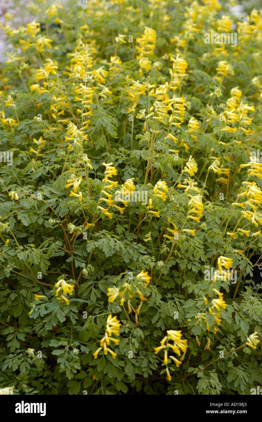 Yellow corydalis Papaveraceae Fumariaceae Corydalis lutea Alp mountains ...