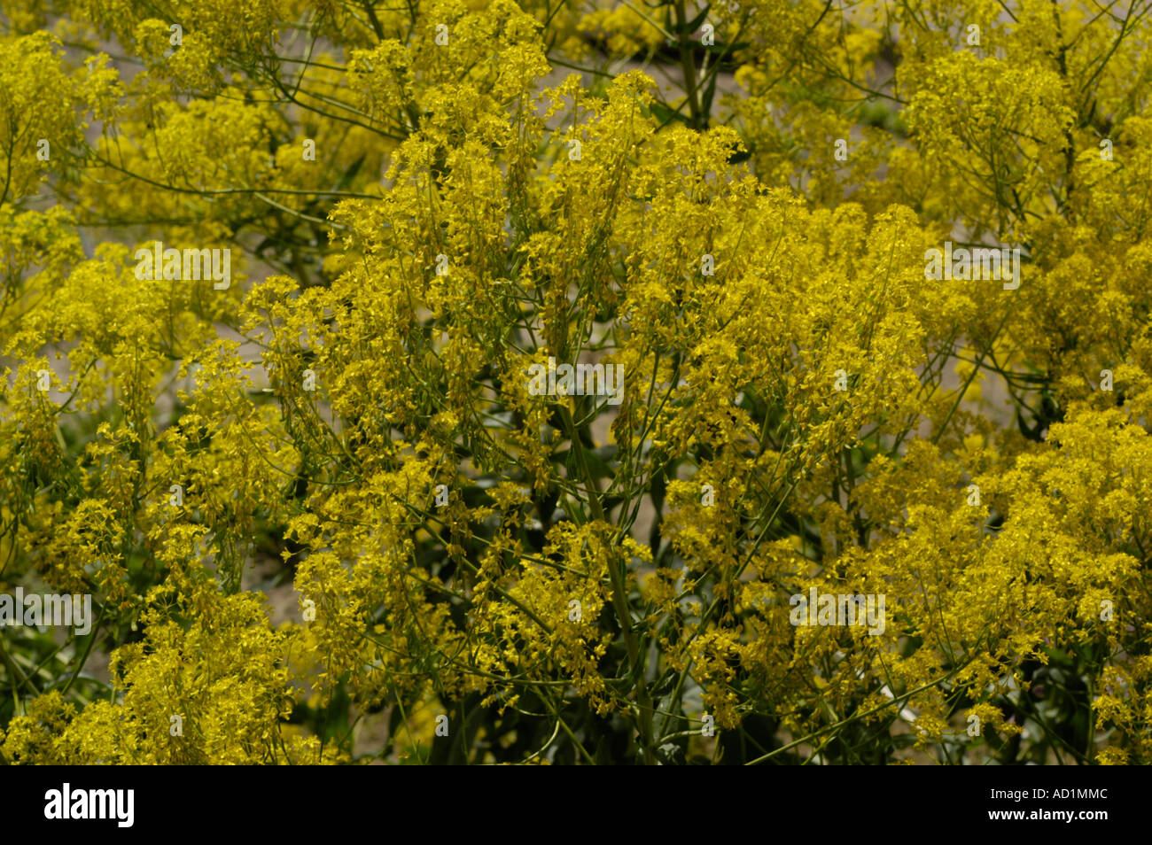Yellow flowers of Woad plant Brassicaceae Isatis Tinctoria Stock Photo ...