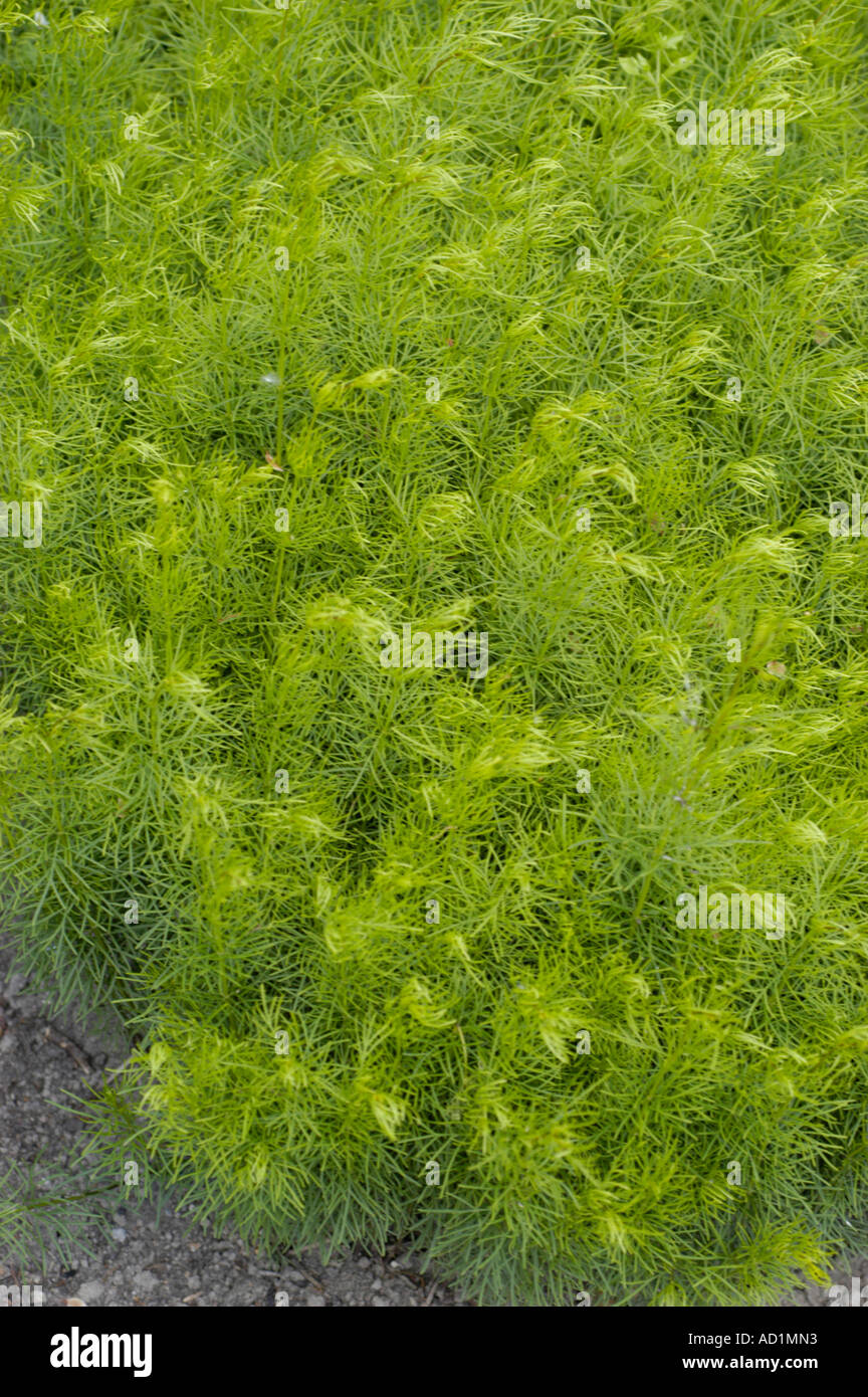 Verticillata plant hi-res stock photography and images - Alamy