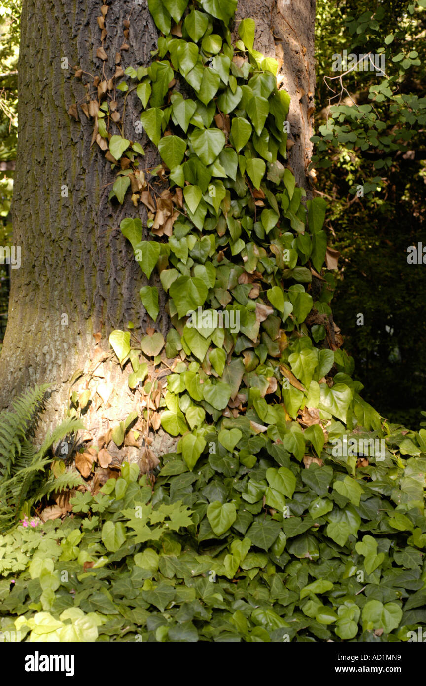 Persian ivy hi-res stock photography and images - Alamy