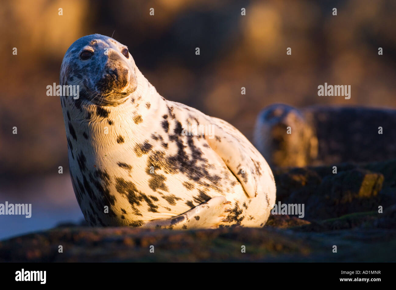 Female grey seal at haul out site Scotland Stock Photo - Alamy