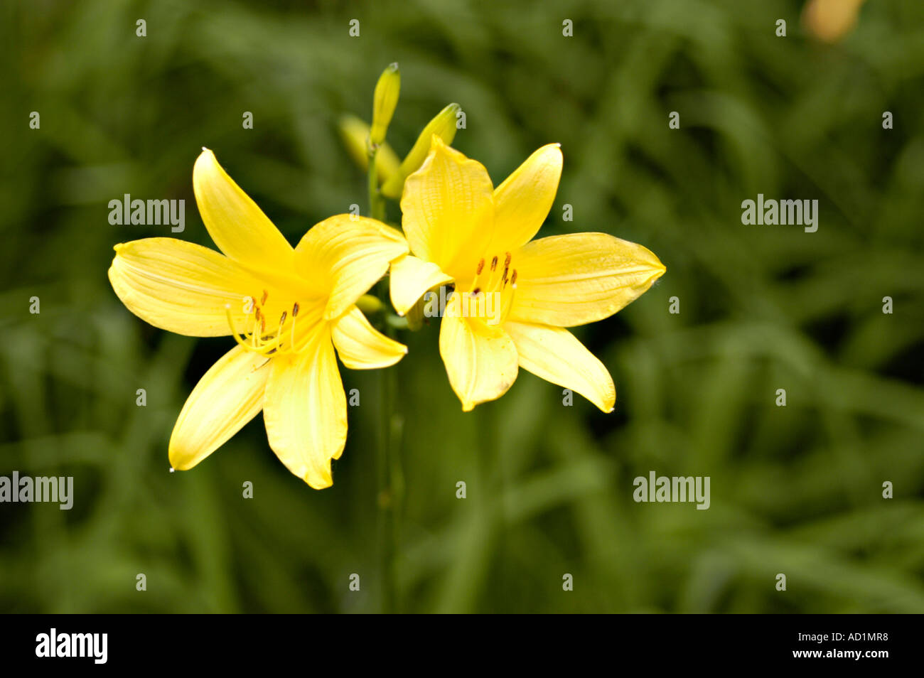 Yellow lilly hi-res stock photography and images - Alamy
