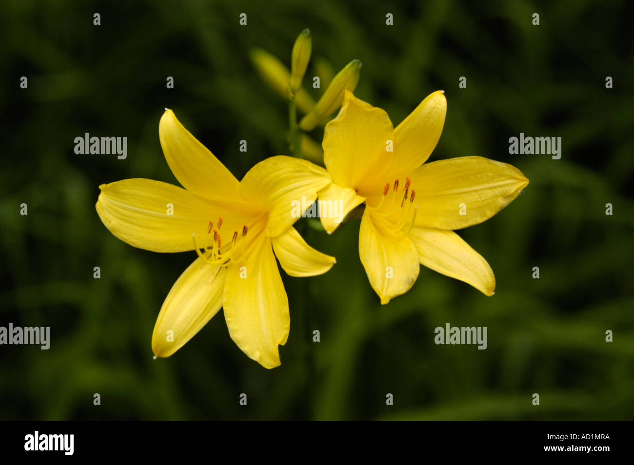 Yellow lilly hi-res stock photography and images - Alamy