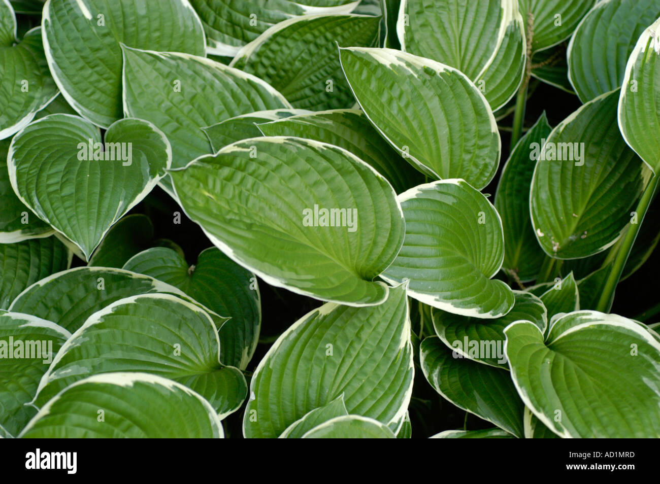 Kinbutsidatsigiboushi hi-res stock photography and images - Alamy