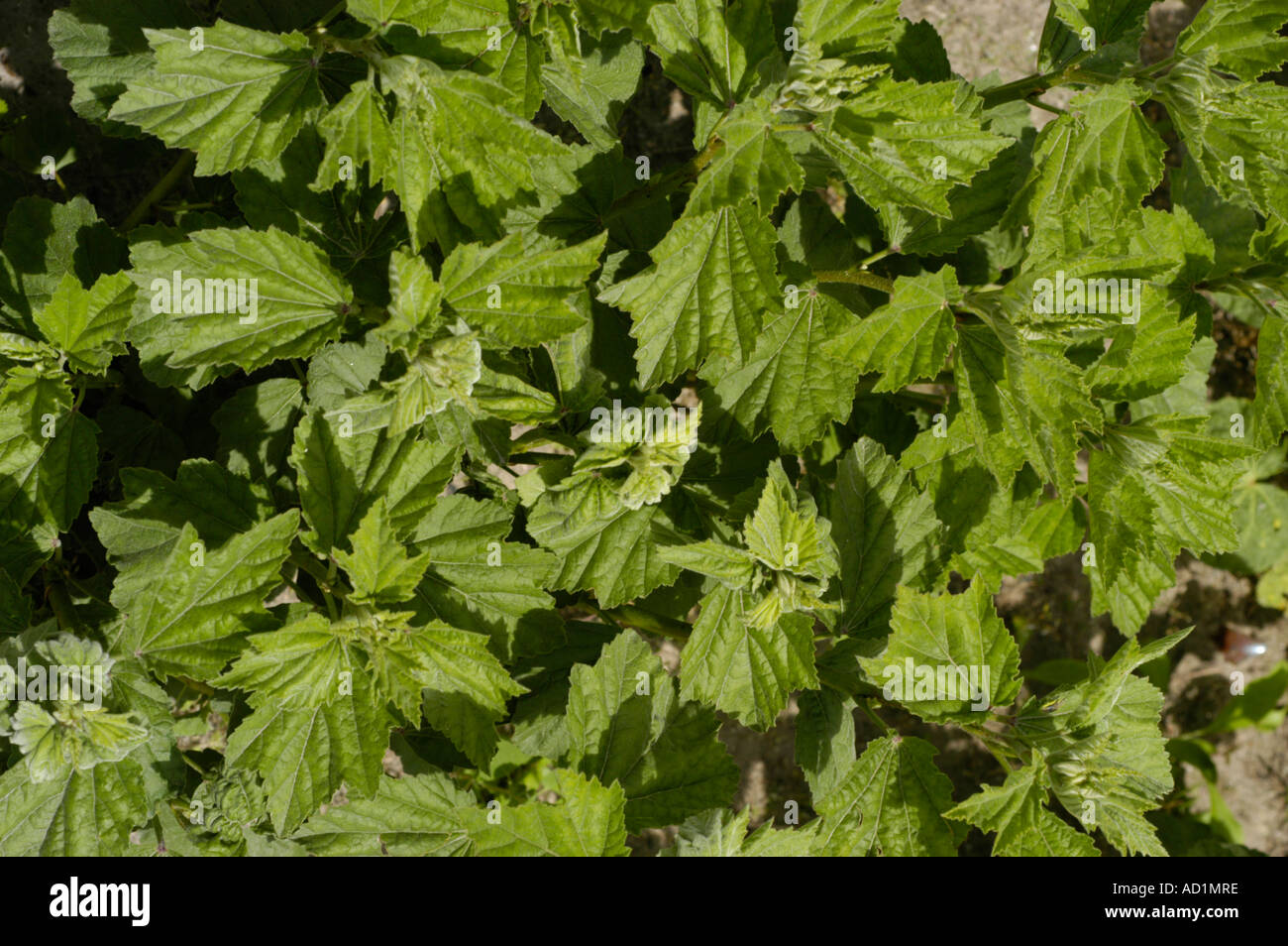 Medicinal marshmallow plant (Althaea officinalis) of the Malvaceae ...