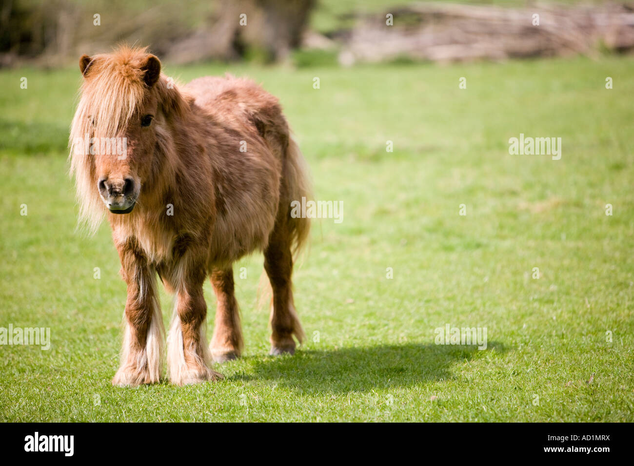 Pony hi-res stock photography and images - Alamy