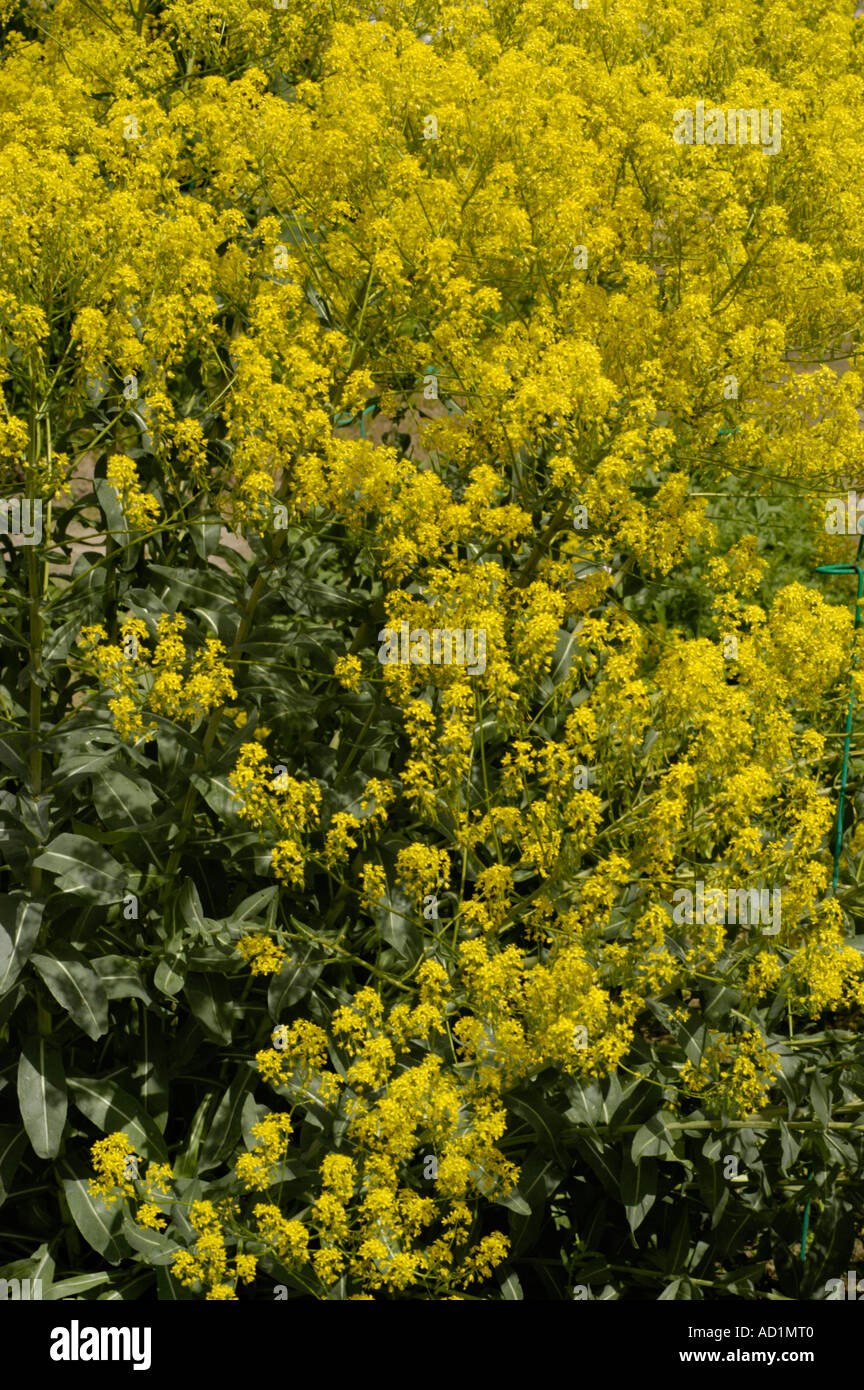Yellow flowers of Woad plant Brassicaceae Isatis Tinctoria Stock Photo ...