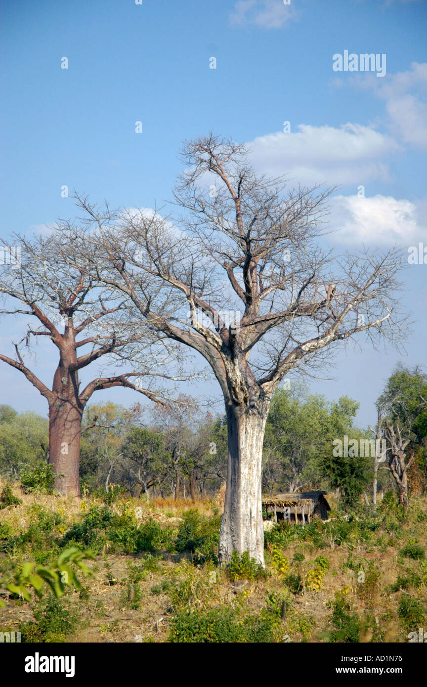 Zimbabwe baobab tree Stock Photo - Alamy