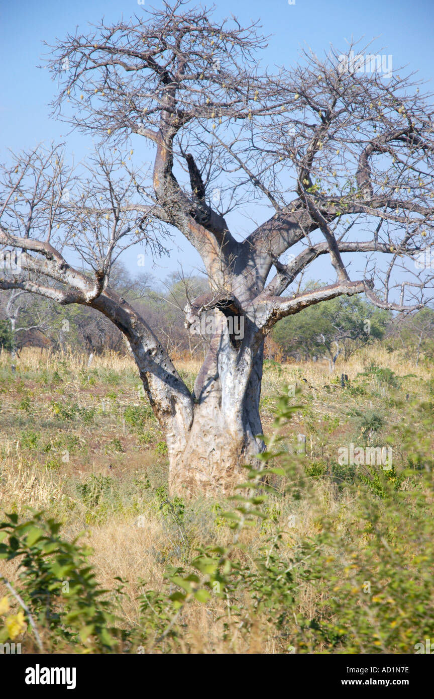 Zimbabwe baobab tree Stock Photo - Alamy