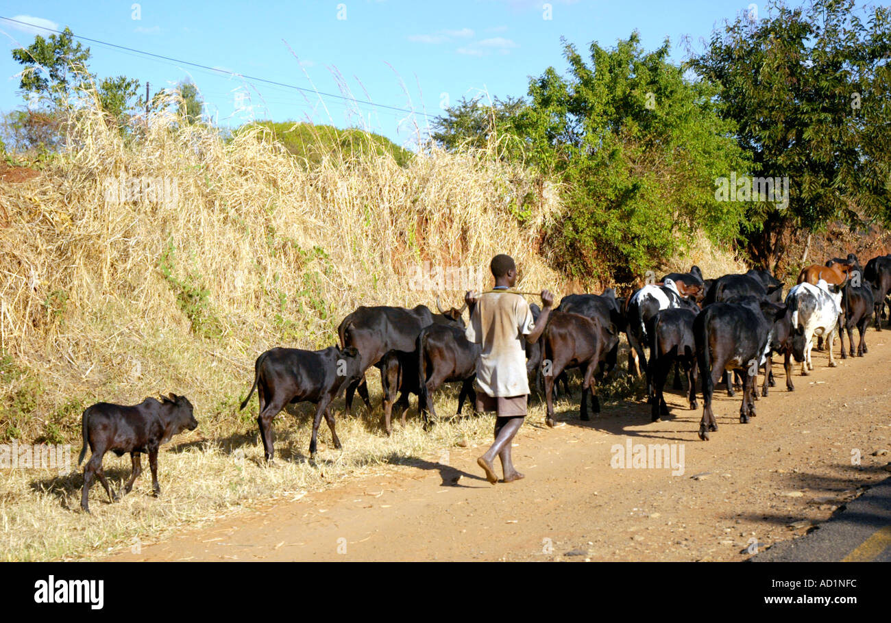 Poor black man herding cattle through long grass in Mozambique Stock ...