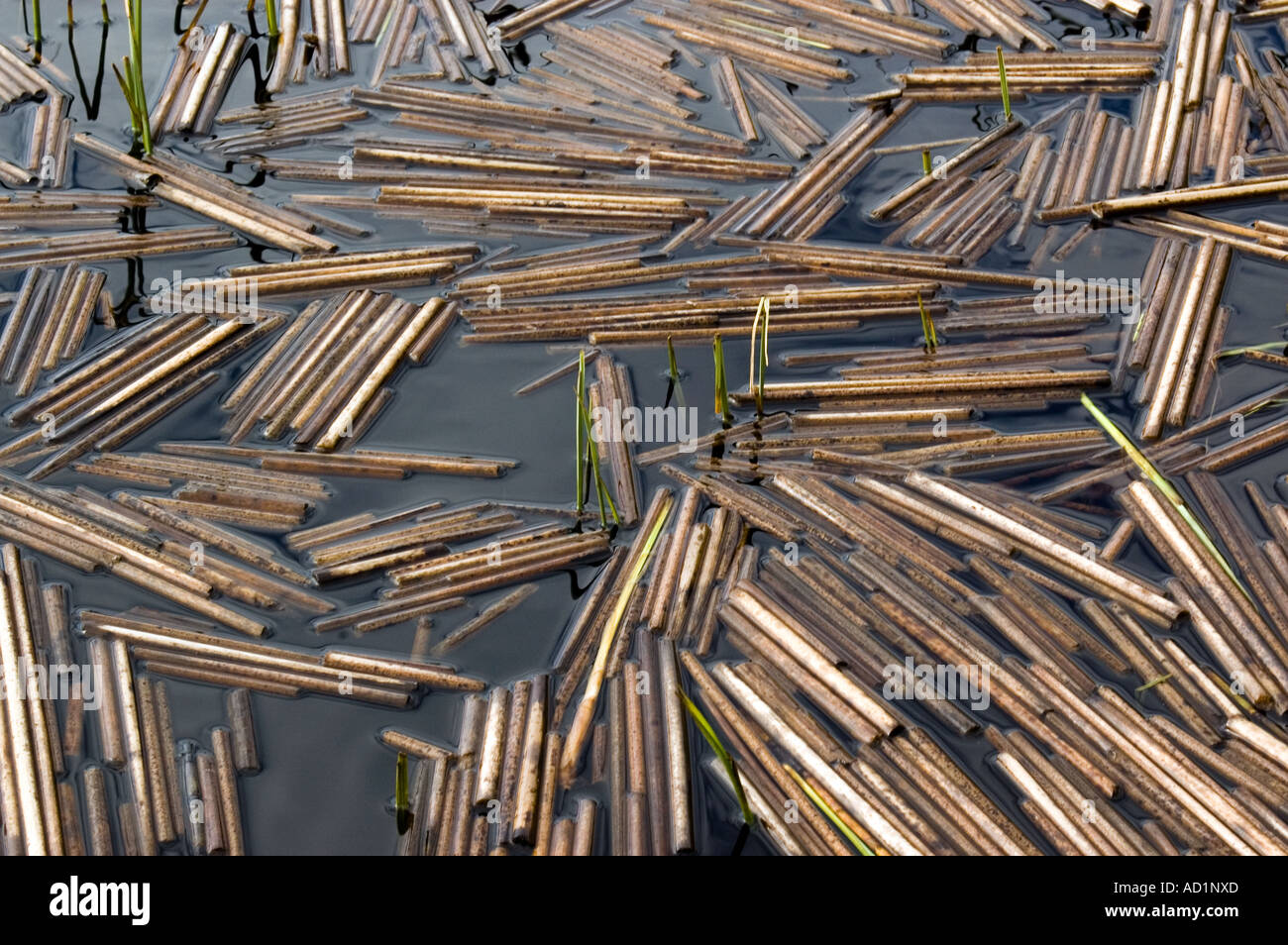 Broken reed hi-res stock photography and images - Alamy