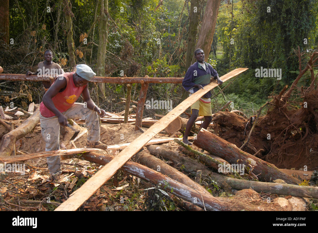 African logging operation hi-res stock photography and images - Alamy