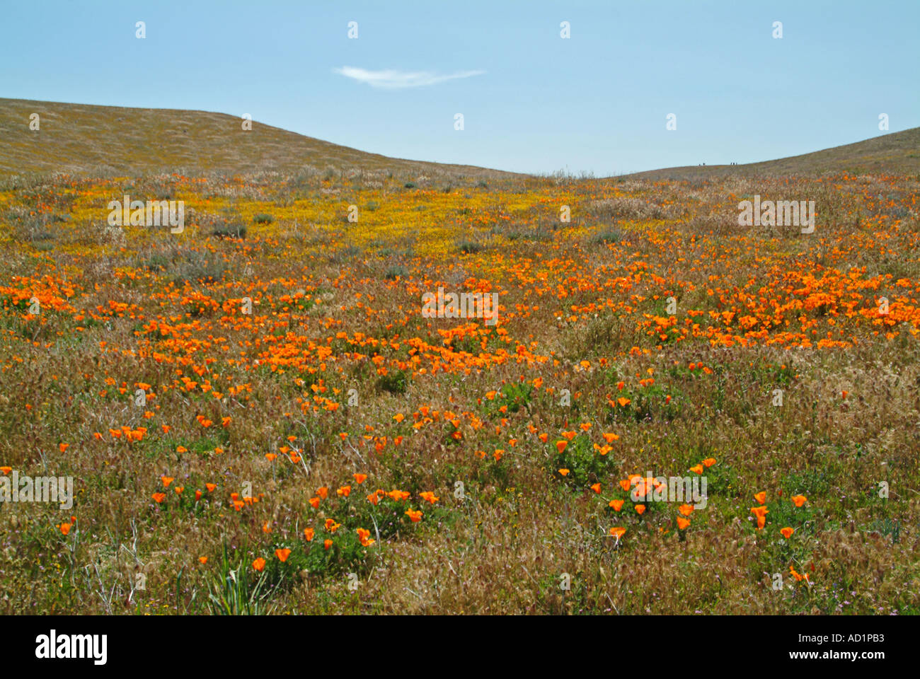 California Buttercup Ranunculus californicus, Salvia carduacea ...