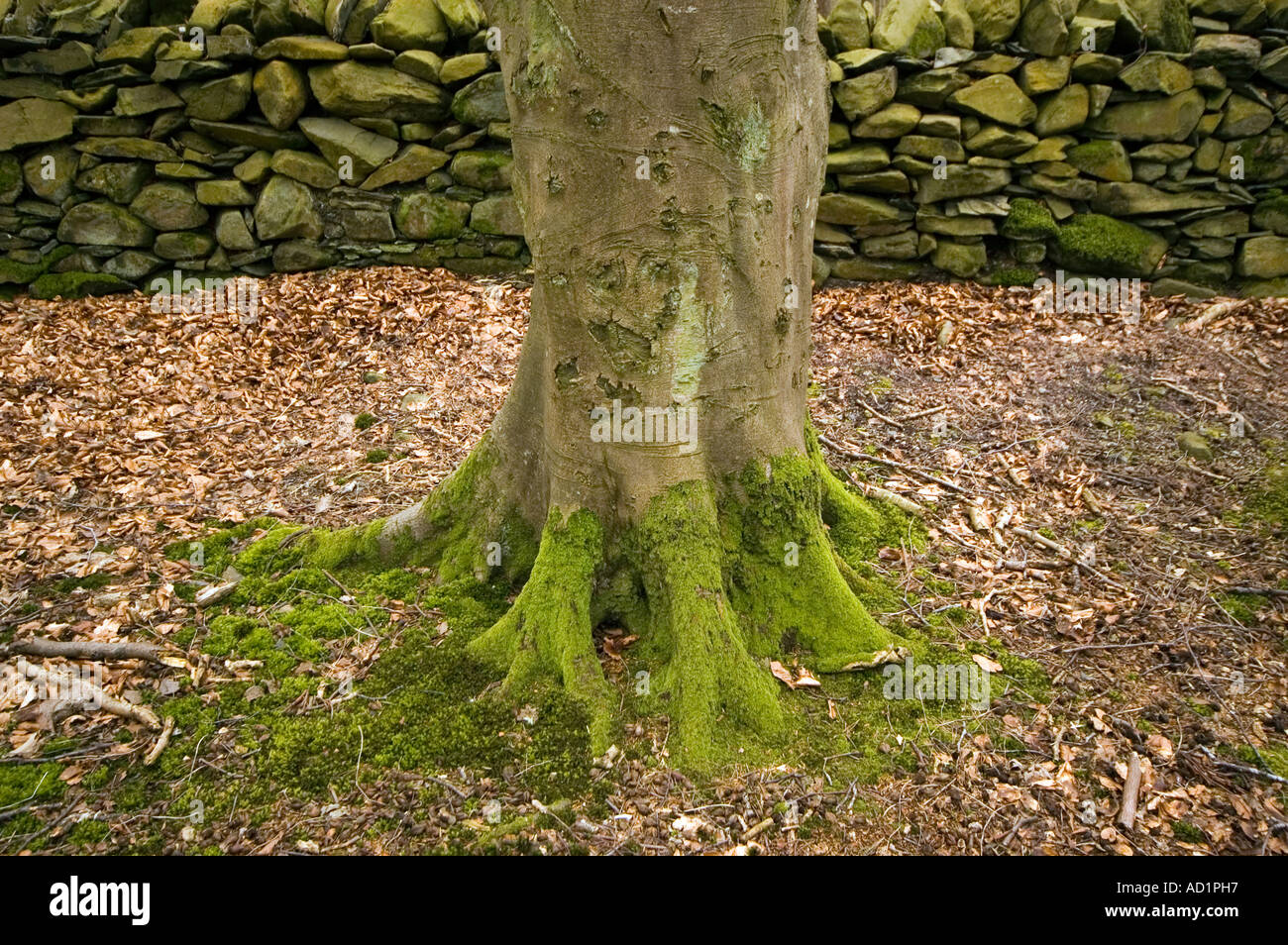 Tree Stump and Dry Stone Wall Stock Photo - Alamy